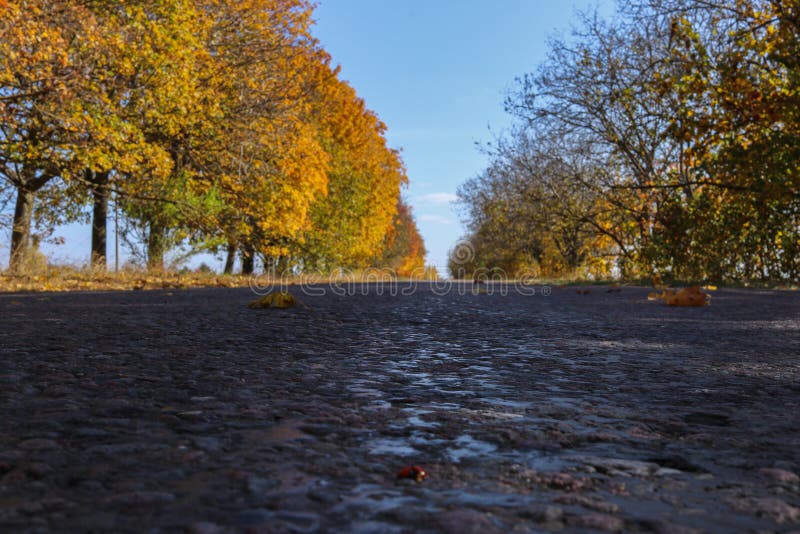 The Road Leading into the Distance with Yellow Trees on the Roadsides ...