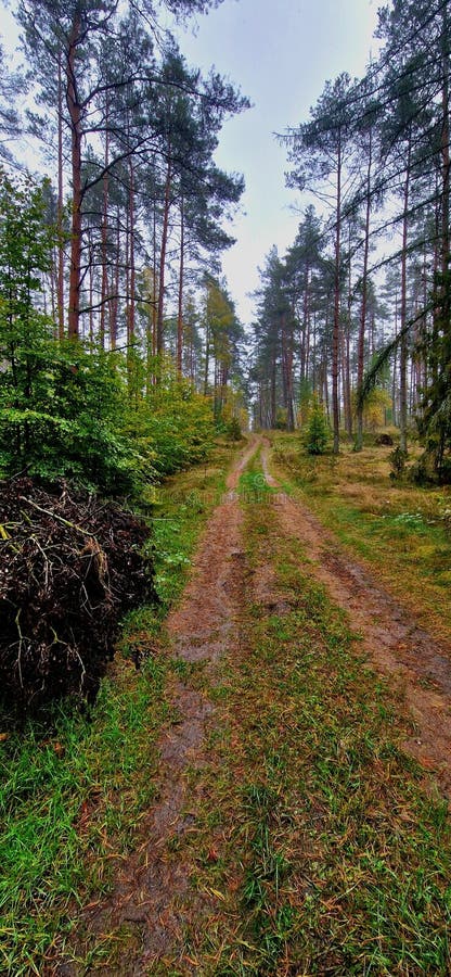 A Road Leading into the Forest Abyss Stock Photo - Image of natura ...