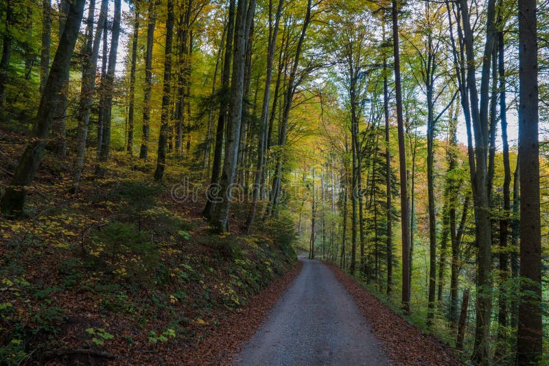 A Road Leading through the Forest in Fall Stock Photo - Image of ...