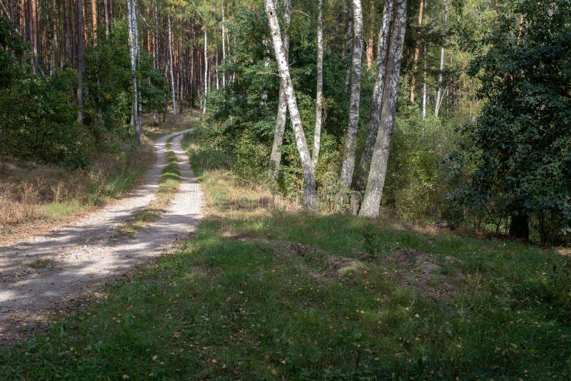 A Road Leading through the Forest. Forest Path in a Deciduous St Stock ...