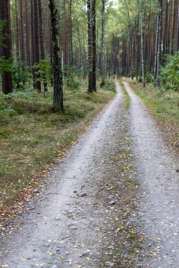 A Road Leading through the Forest. Forest Path in a Deciduous St Stock ...