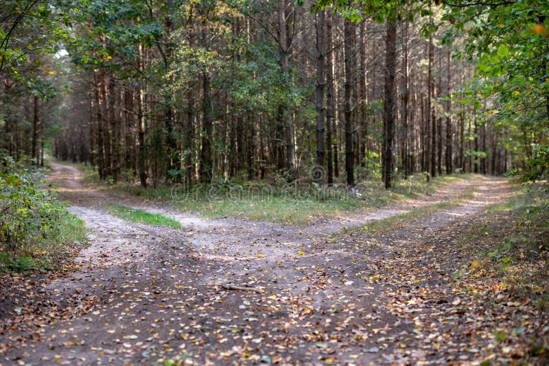 A Road Leading through the Forest. Forest Path in a Deciduous St Stock ...