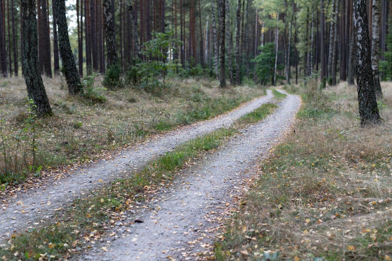 A Road Leading through the Forest. Forest Path in a Deciduous St Stock ...