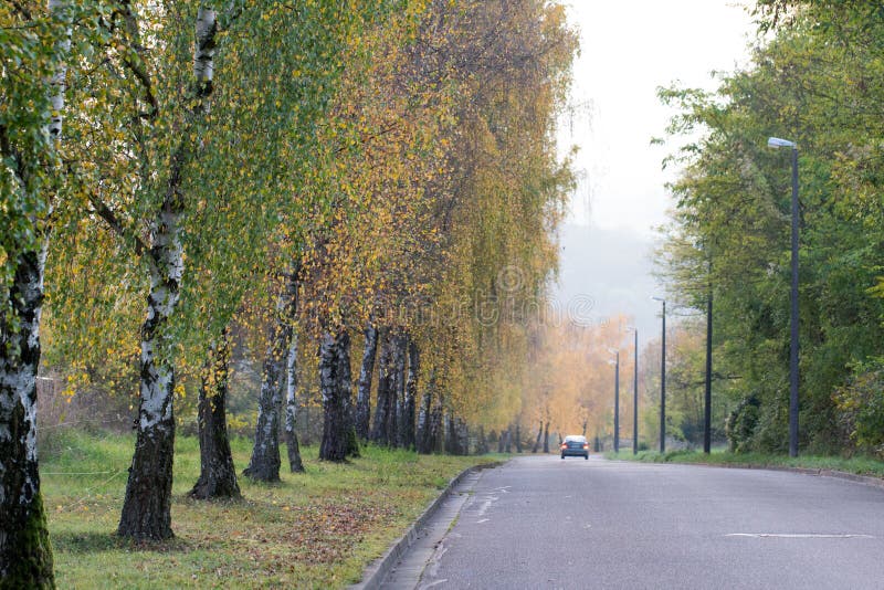 Road Leading through a Path with Trees Stock Photo - Image of tree ...