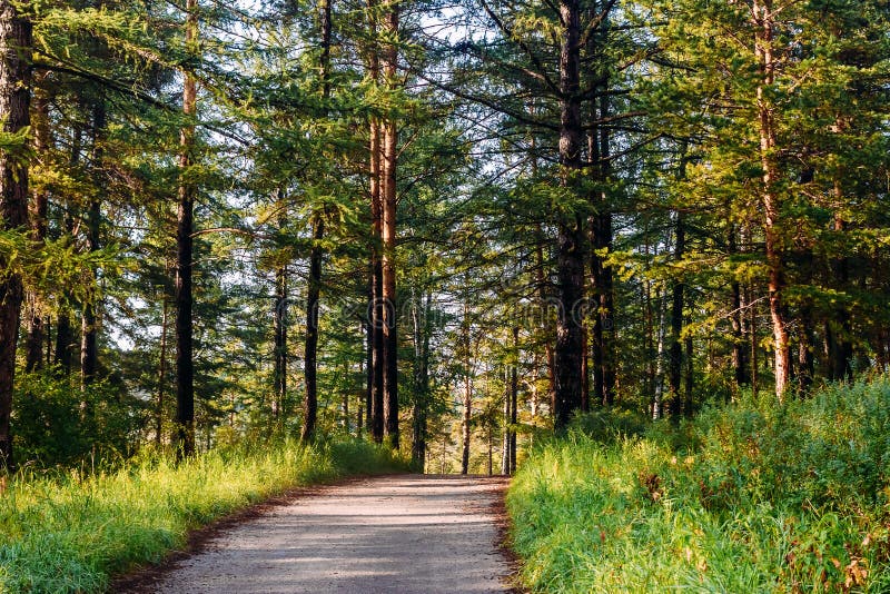 The Road Leading into the Pine Forest Stock Image - Image of alley ...