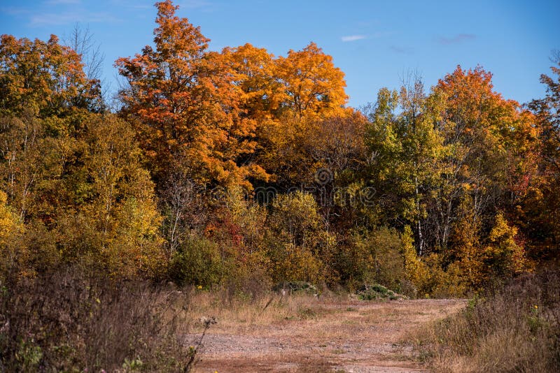 Road Leading To a Line of Fall Trees Stock Image - Image of beautiful ...