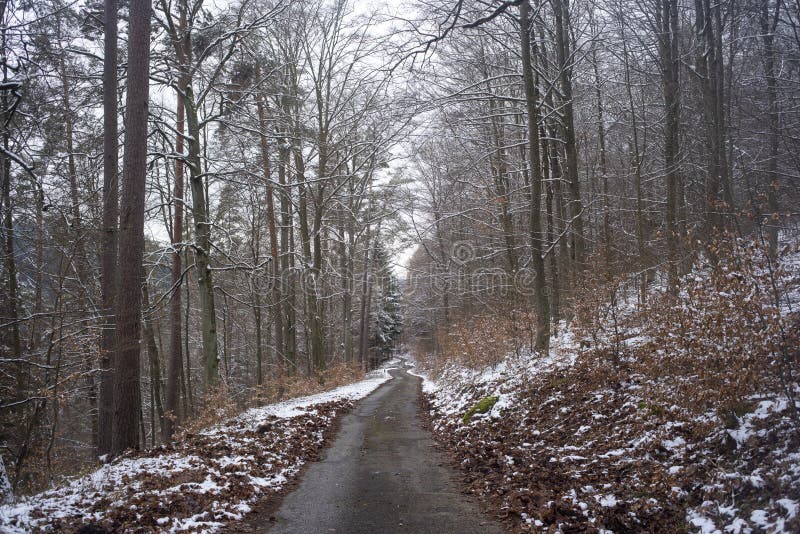 Path through Winter Forest with Snow and Trees Stock Image - Image of ...