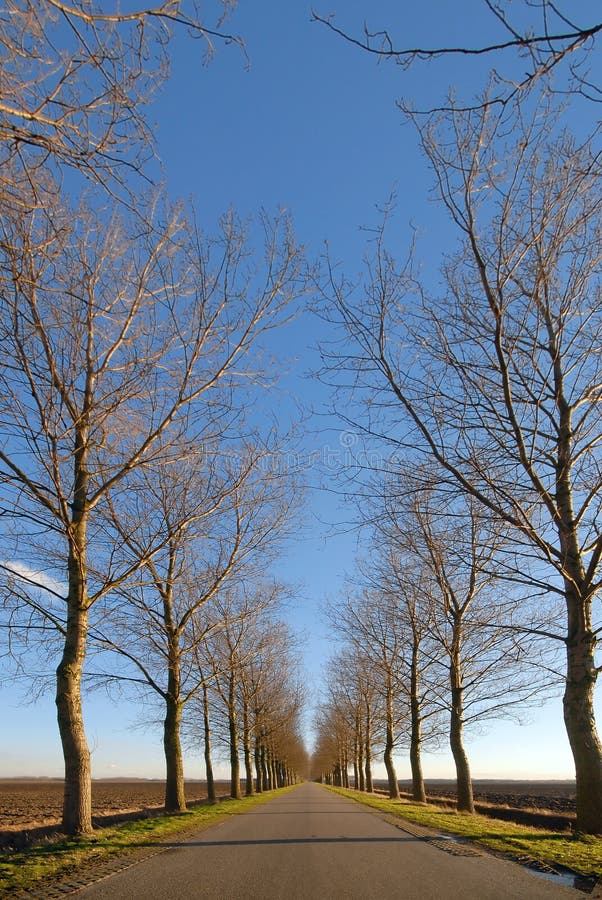 Road And Line Of Trees Picture. Image: 4033177