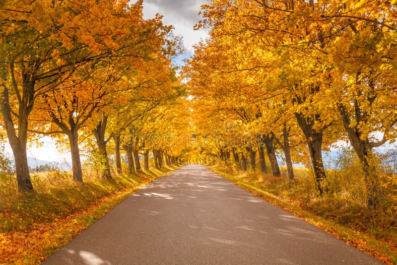 Road Lined with Colored Trees at Autumn Stock Image - Image of nature ...