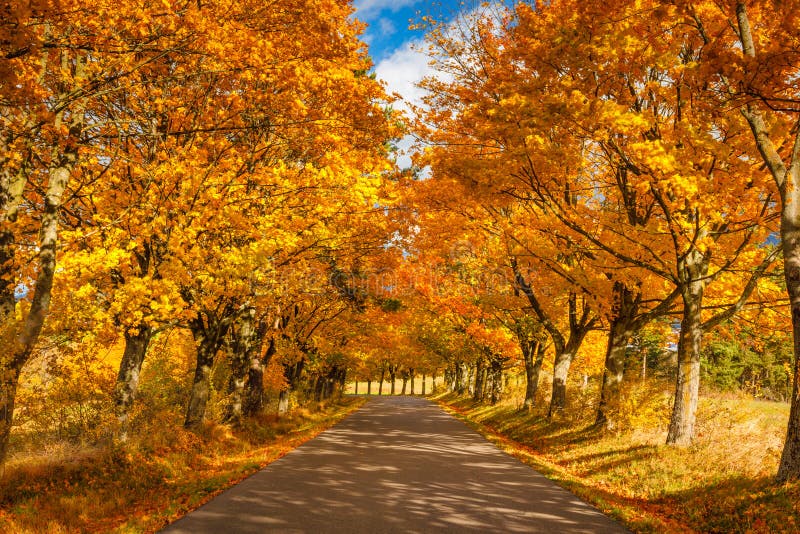 Road Lined with Colored Trees at Autumn Stock Image - Image of october ...