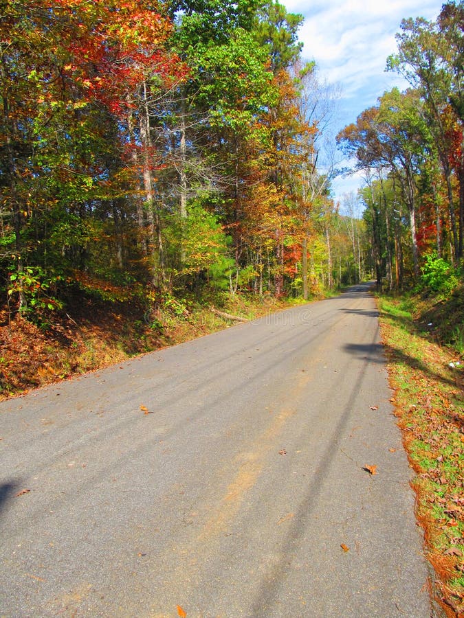 A Tree Lined Road In The Fall Stock Photo - Image of road, nature: 7109276