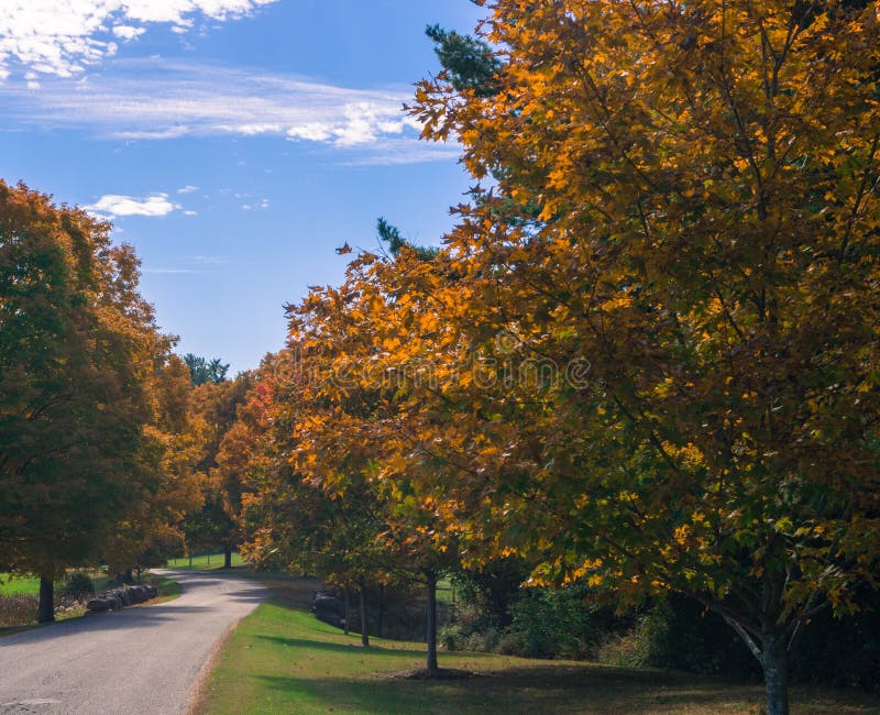 Fall Maple Lined Road stock photo. Image of scenic, lined - 36204148