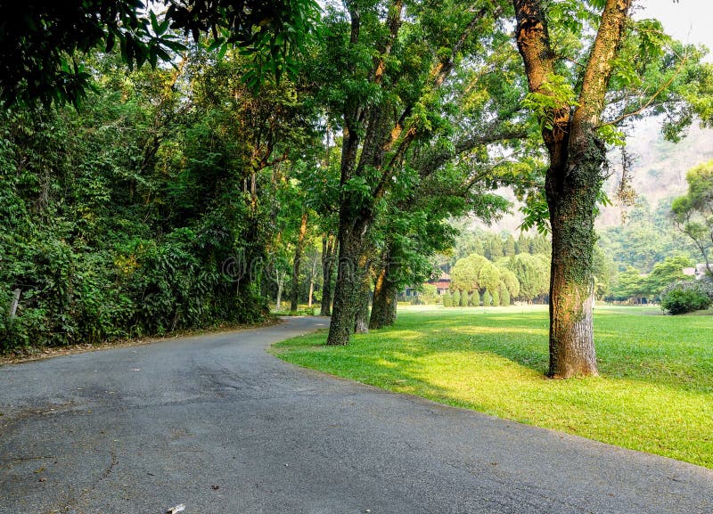 Road Lined with Trees stock image. Image of road, nature - 90545409