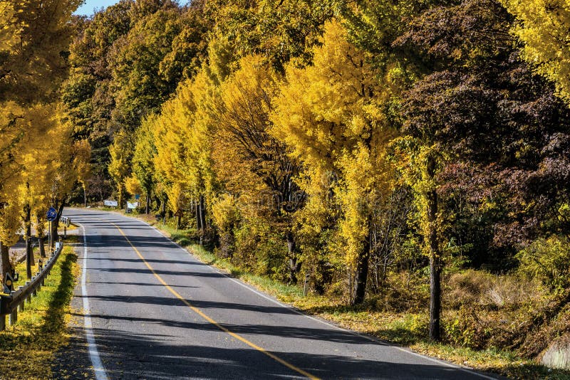 Road Lined with Trees in Fall Colors Stock Photo - Image of highway ...