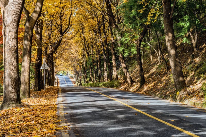 Road Lined with Trees in Fall Colors Stock Image - Image of autumn ...