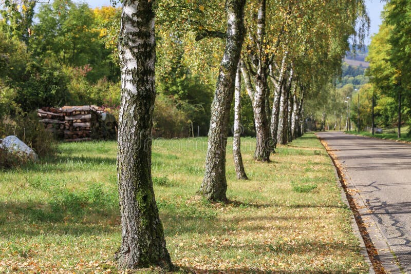 Road lined with trees stock image. Image of sunlight - 200119897