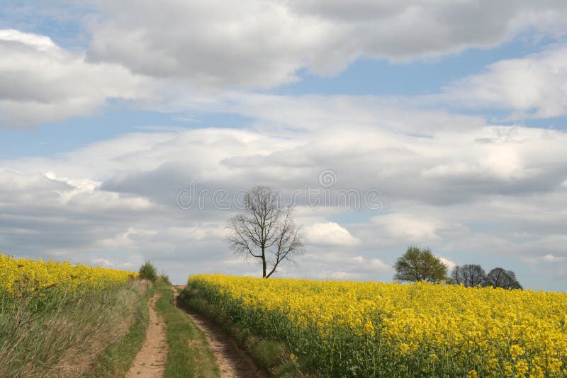 Lonely Tree In Spring Landscape Picture. Image: 5169937