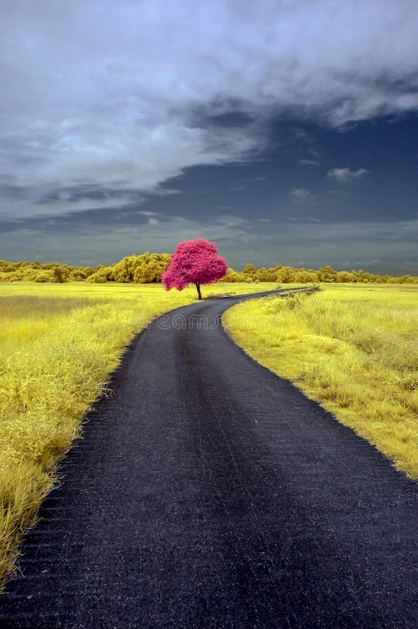 Road and Lonely Tree Heading To Somewhere Stock Image - Image of tree ...