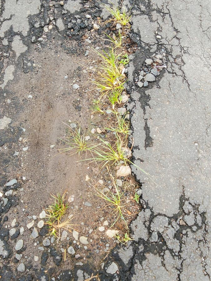 The Road is Made of Asphalt, it is Damaged and Overgrown with Weeds ...