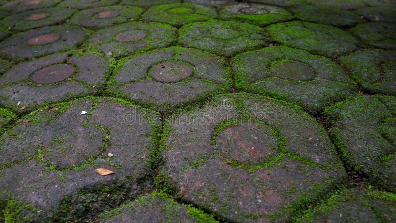A Road Made of Hexagonal Bricks Stock Photo - Image of street, moss ...