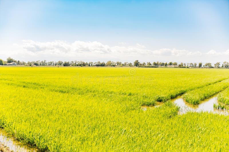 Road Made with Wheels between a Rice Plantation Stock Image - Image of ...