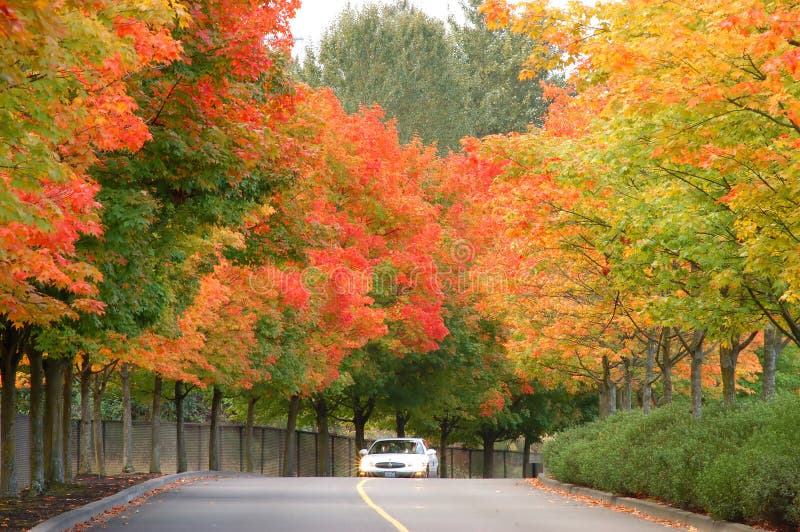 Road with Maple Trees stock image. Image of maple, bushes - 1060211