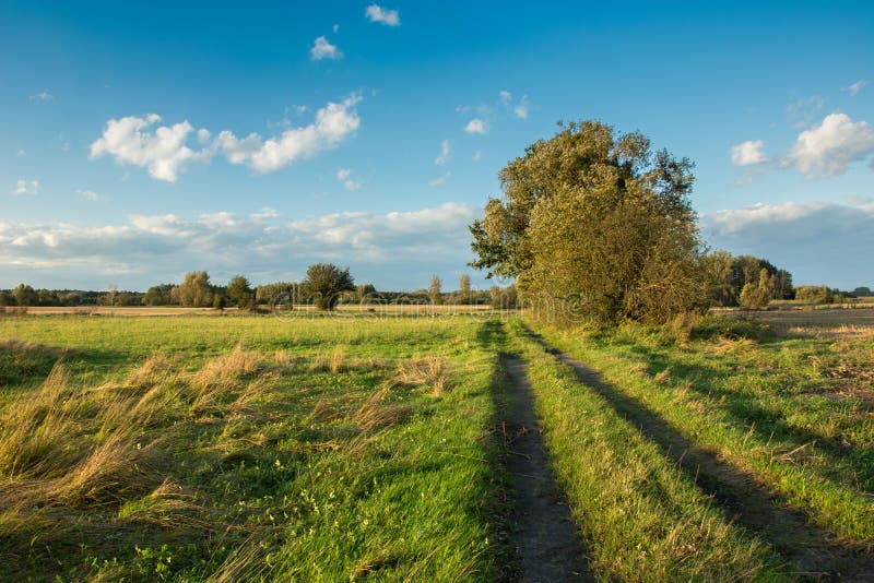 Road through a Meadow, Big Trees, Horizon and White Clouds in the Sky ...