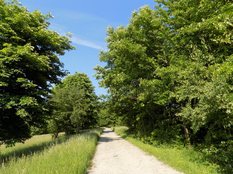 Road through a Meadow on Hillside Stock Image - Image of grass, road ...