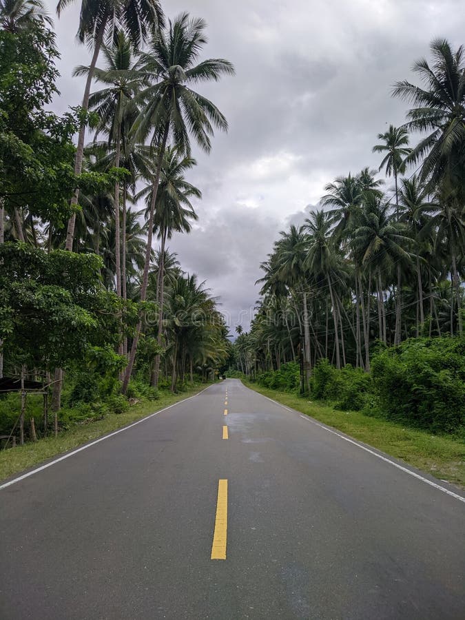 Road in the Middle of the Coconut Forest Stock Photo - Image of street ...