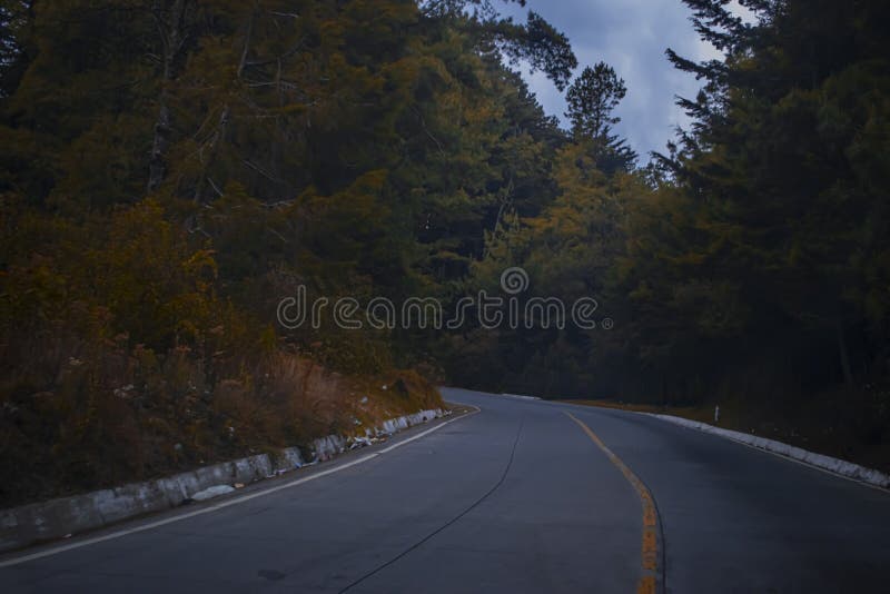 Road in the Middle of Forest with Pine Trees Stock Image - Image of ...