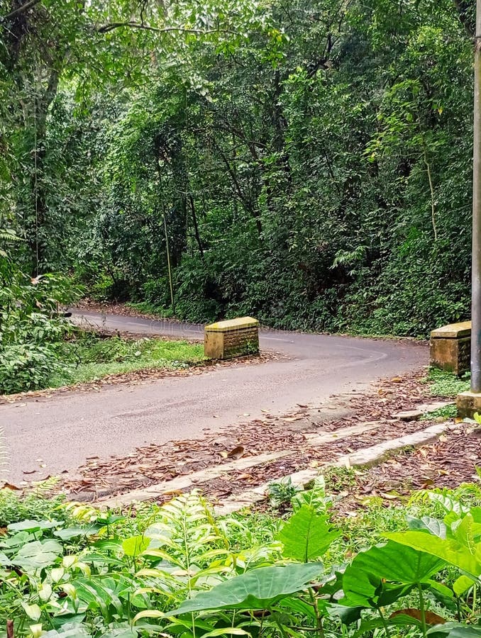 Road in the Middle of a Green Forest Stock Photo - Image of green ...