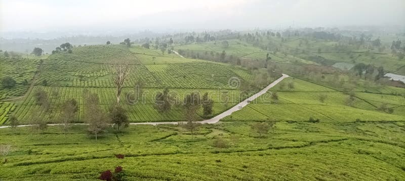 A Road in the Middle of a Green Tea Garden Stock Image - Image of green ...