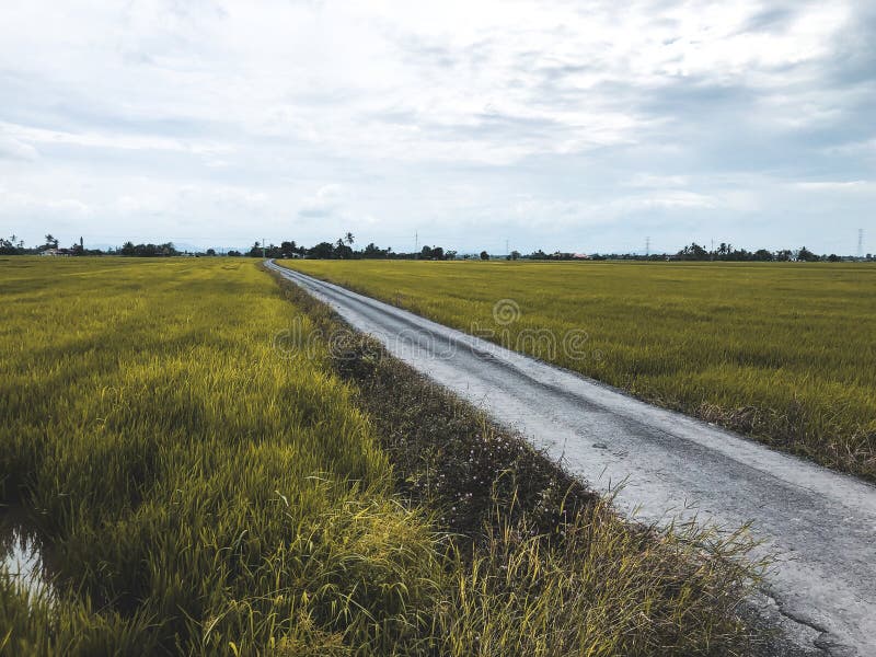 A Road in the Middle of Paddy Field Stock Image - Image of road, perlis: 280557487