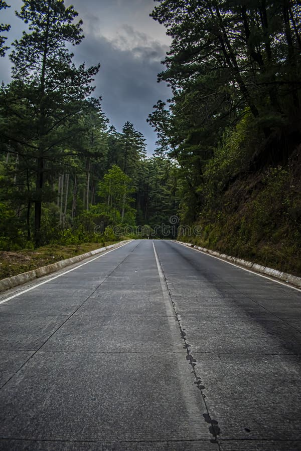 Road in the Middle of Pine Forest with Big Trees with Clouds Stock ...