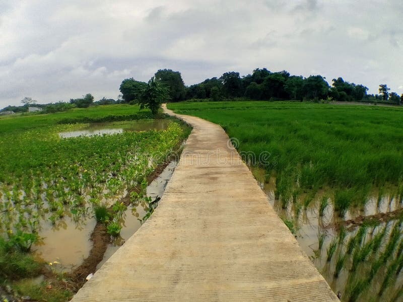 Road Middle Rice Fields Connects Villages Stock Photos - Free & Royalty ...