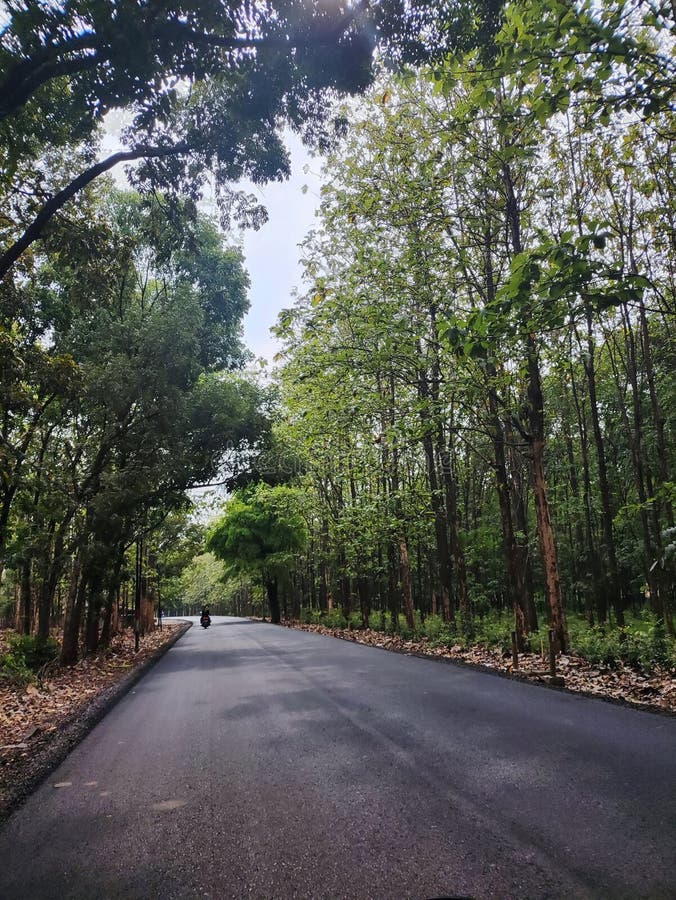 Road in the Middle of Rubber Trees or a Quiet Road Stock Photo - Image ...