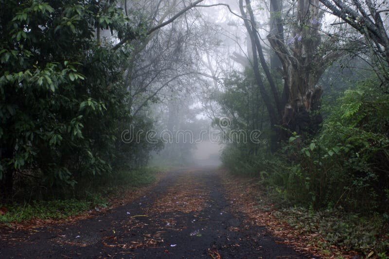 Road into the mist stock image. Image of beauty, growth - 1144785