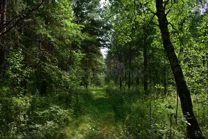 A Road through a Mixed Forest Area. Deciduous and Coniferous Trees ...