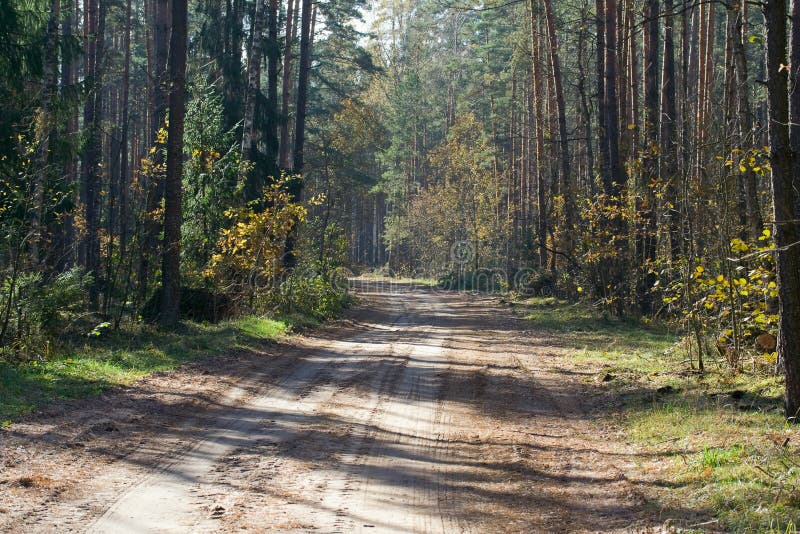 Road through mixed wood. stock photo. Image of horizontal - 16930640
