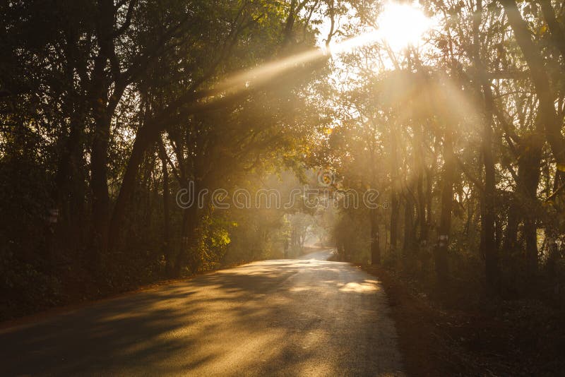 Road through the Morning Forest Stock Image - Image of landscape, sunny ...