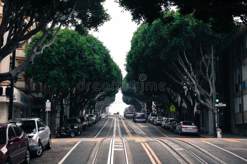 Road between Multiple Trees in San Francisco California Stock Photo ...