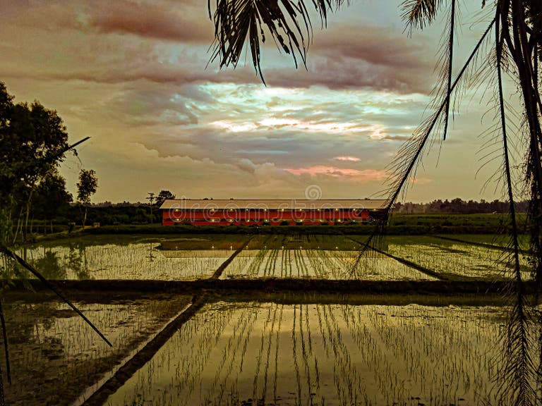 Paddy fields stock image. Image of transport, agriculture - 208511183