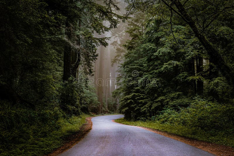 Road in a Mysterious Forest Stock Image - Image of road, green: 262448901