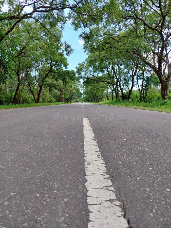 Road with natural forest stock image. Image of road - 252978541