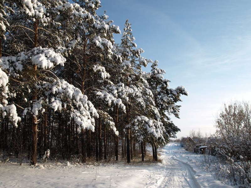 Road near forest stock image. Image of light, terrain - 12152507