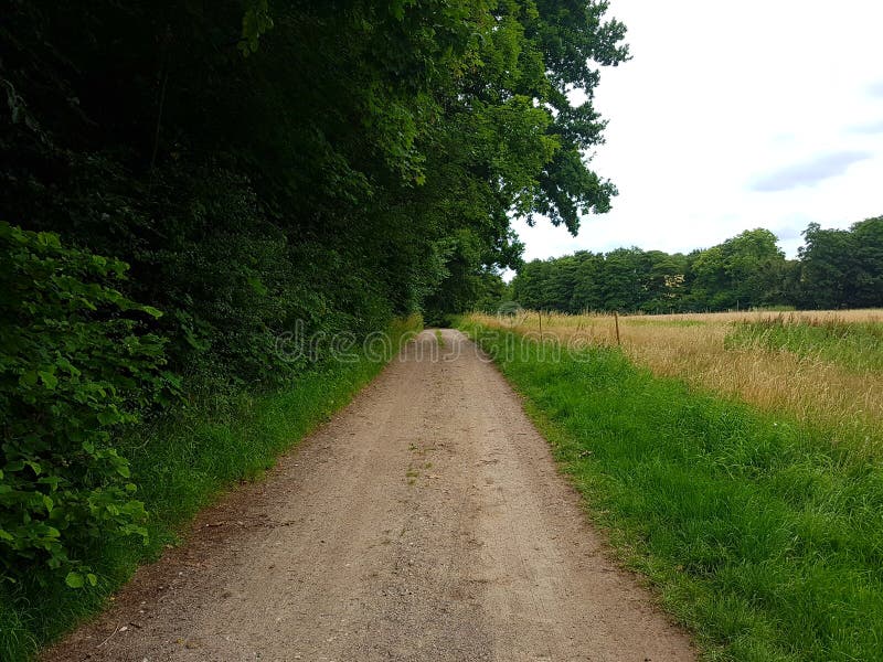 Road next to forest stock photo. Image of nature, road - 74490222