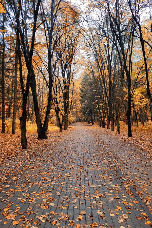 Road in the Old Park As Nice Autumn Background Stock Image - Image of ...