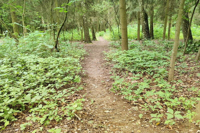 Road in the Old Park As Nice Summer Background Stock Image - Image of ...