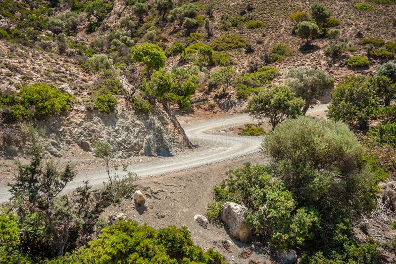 Road among olive trees stock photo. Image of traveler - 253445194