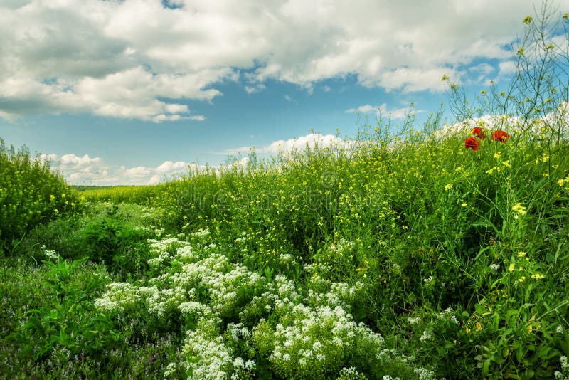 The Road is Overgrown with Flowers and Grass among Green Fields Stock ...